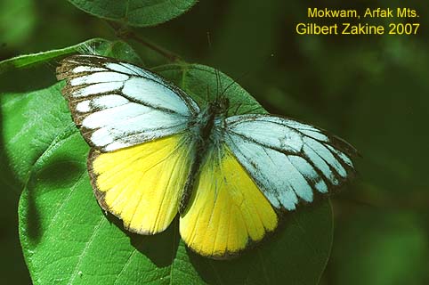 Papua Insects Foundation (Lepidoptera/Pieridae/Pierinae(Cepora aspasia)